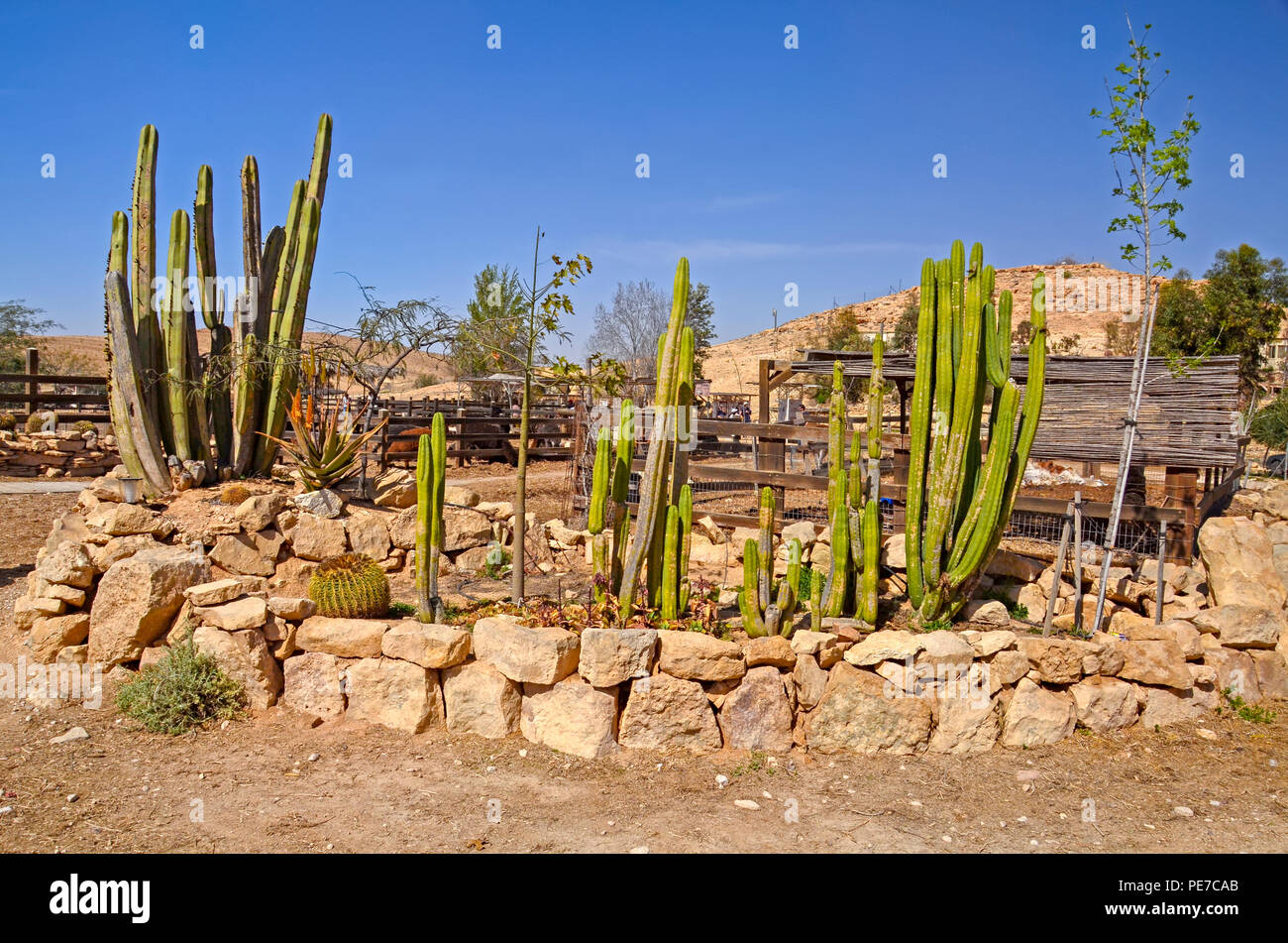 Cacti garden in the desert Stock Photo - Alamy