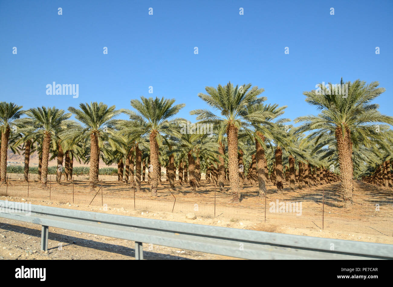 Dates Palm tree plantation at Kibbutz Ein Gedy on the shores of the ...