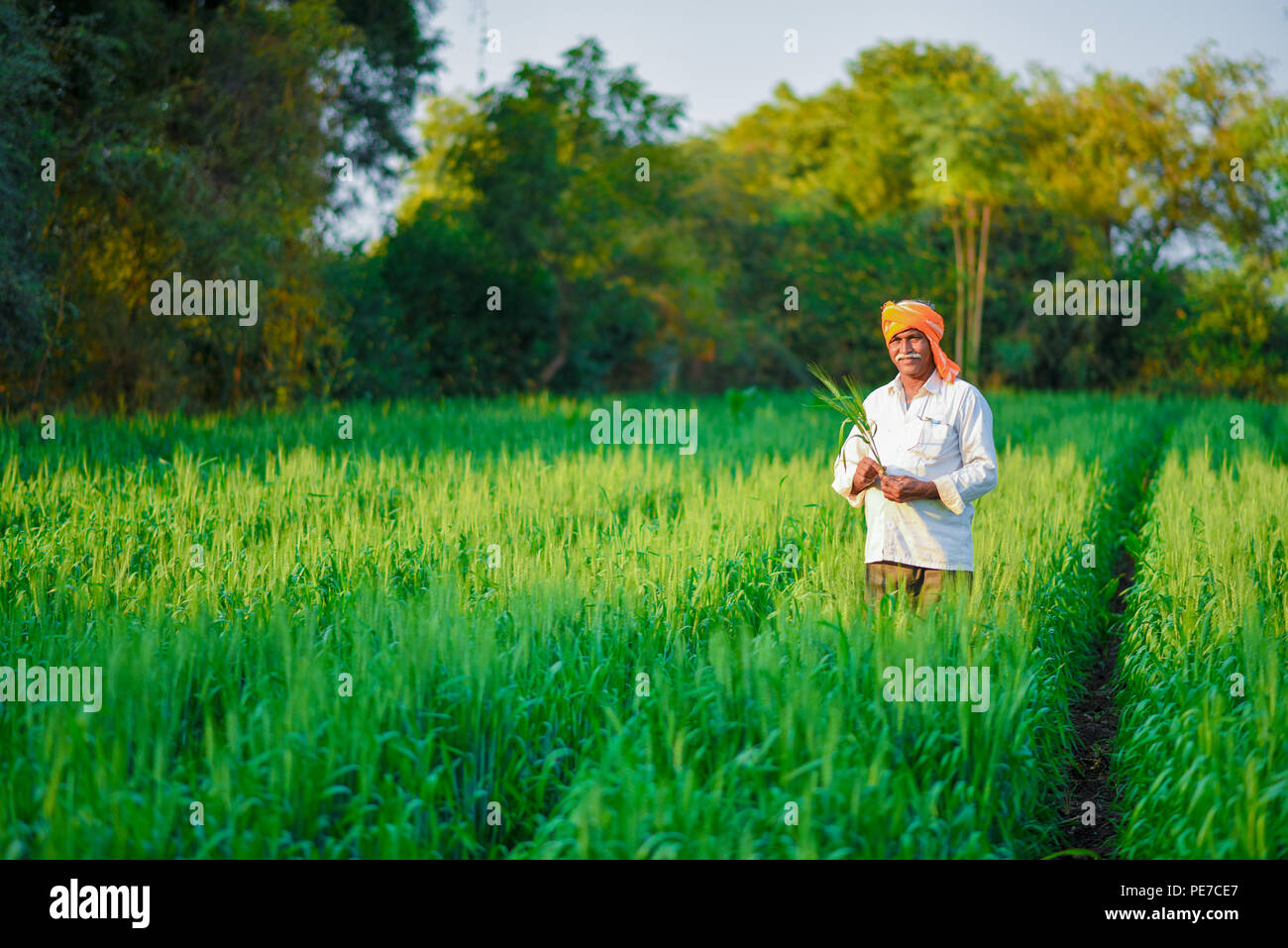Indian farmer holding crop plant in his Wheat field Stock Photo - Alamy