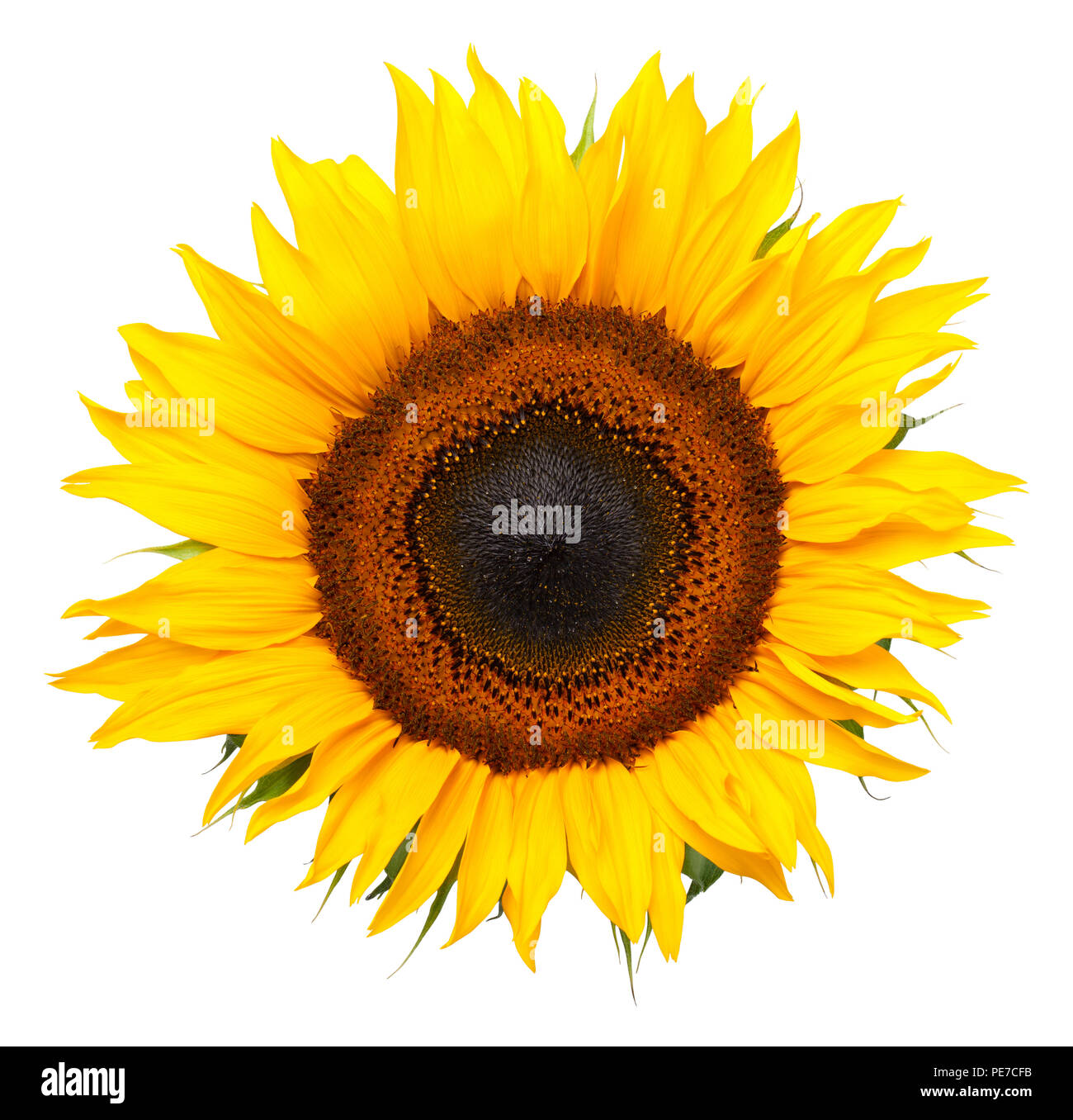 Sunflower isolated on white background. Top view Stock Photo - Alamy