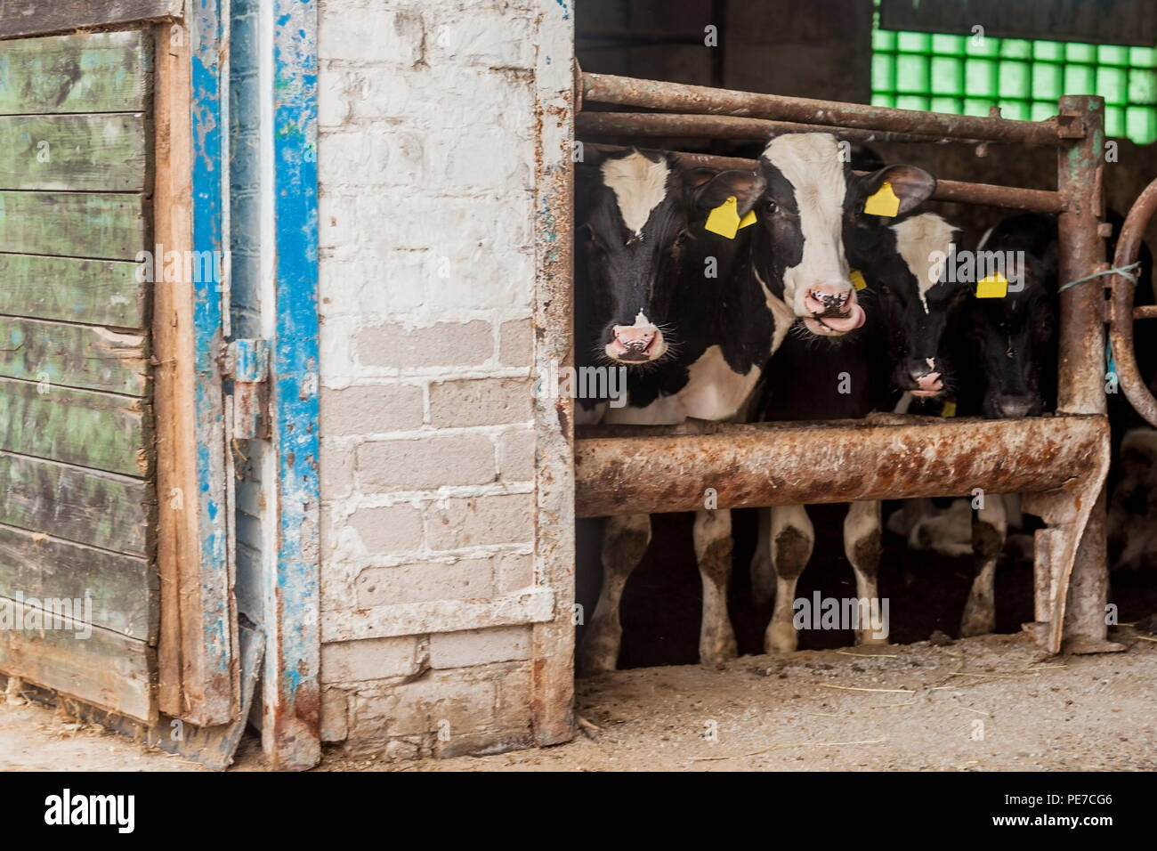 Grass Feed Cattle High Resolution Stock Photography and Images - Alamy