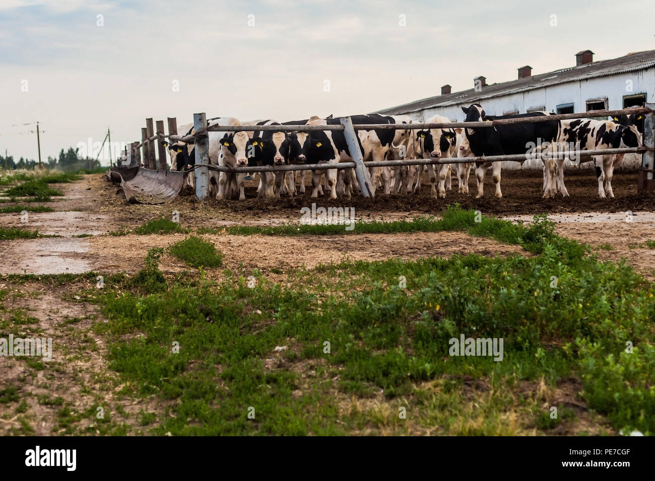 Farm for breeding bull-calves in pen in summer Stock Photo - Alamy