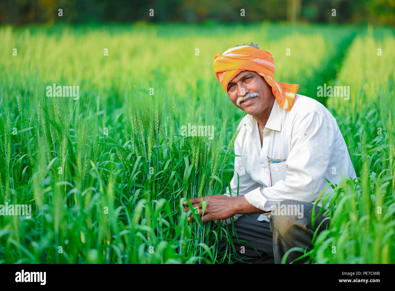 Indian farmer holding crop plant in his Wheat field Stock Photo - Alamy
