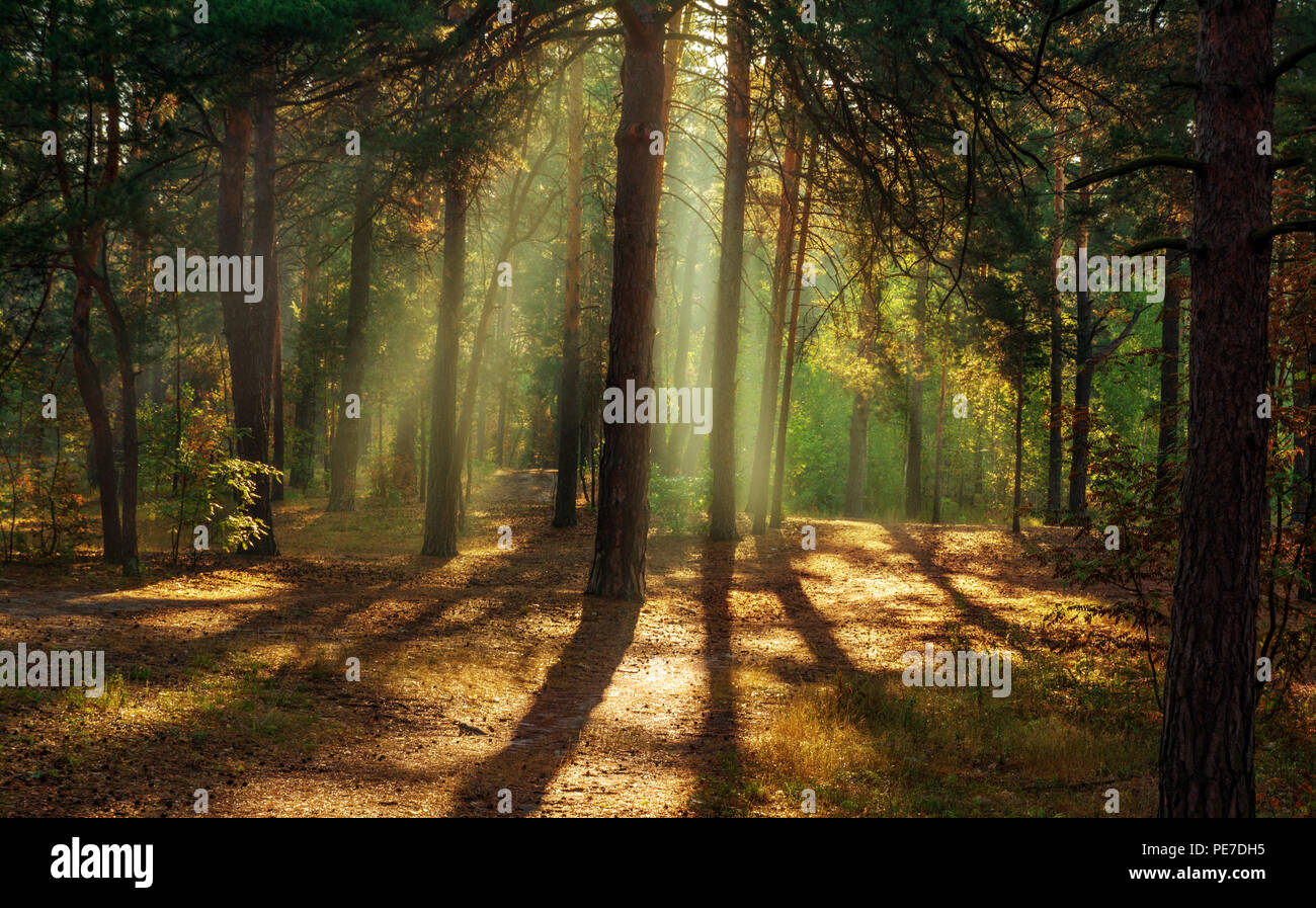 Beautiful morning sun rays hi-res stock photography and images - Alamy