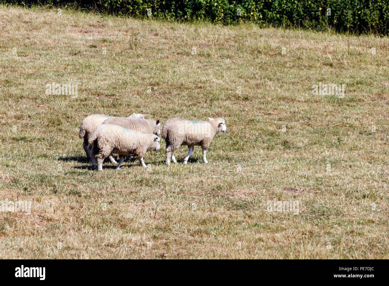 Four Sheep High Resolution Stock Photography and Images - Alamy