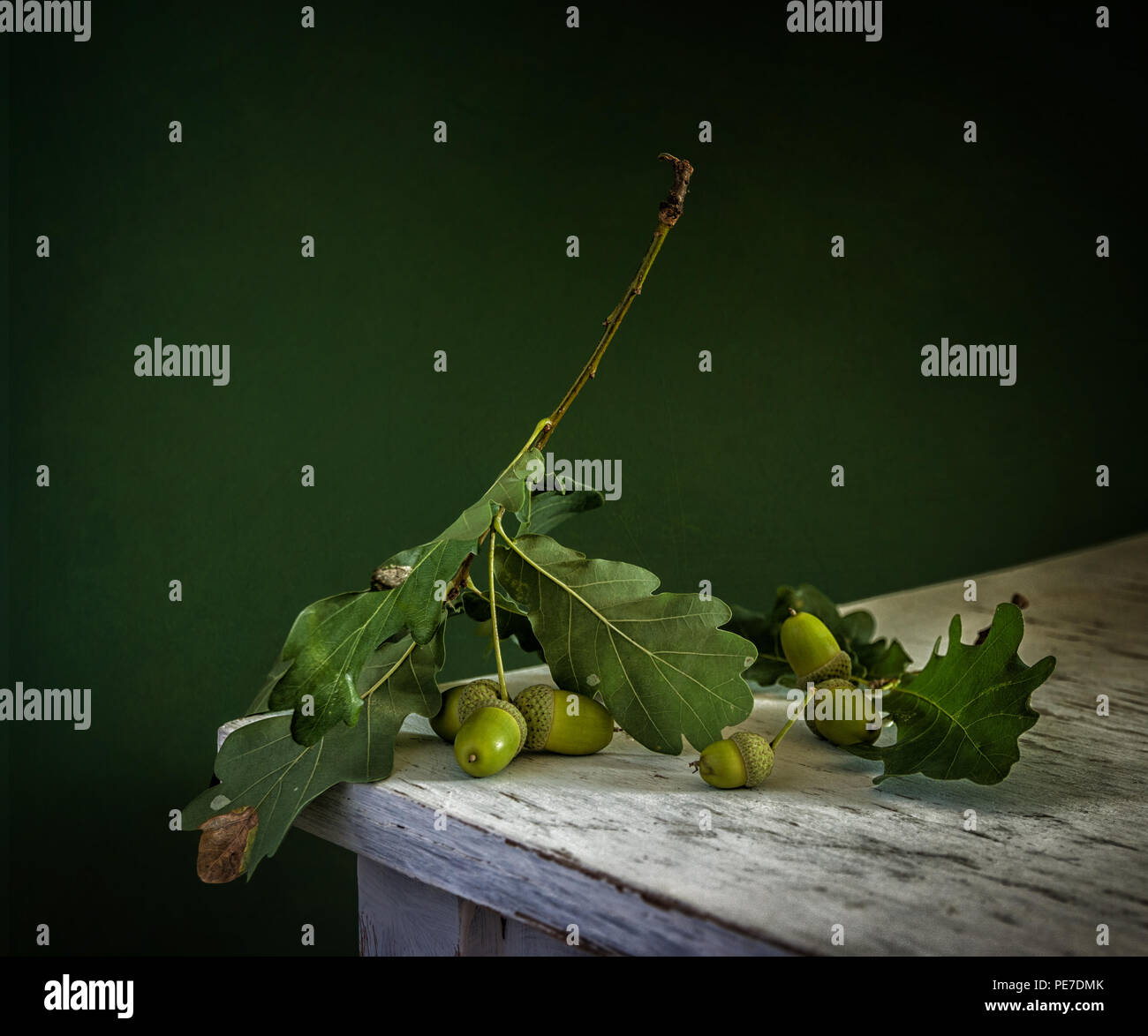 still life with a branch of oak and acorns. vintage. minimalism Stock ...