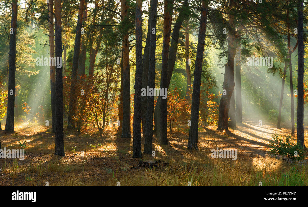 walk in the forest. sunny morning. the lights of a sun Stock Photo - Alamy