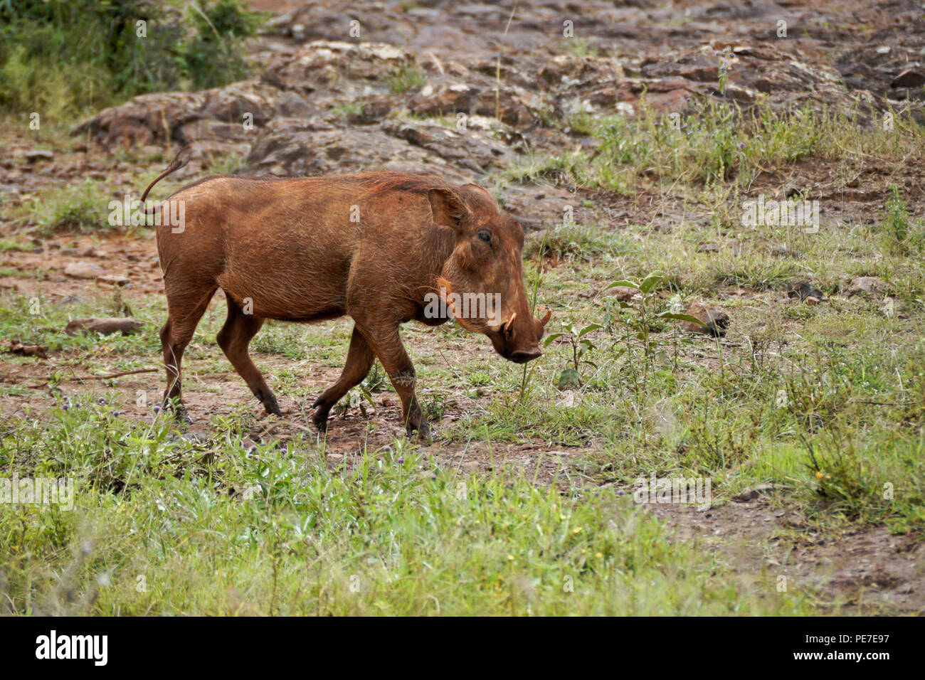 Warthog walking in Kenya Stock Photo - Alamy