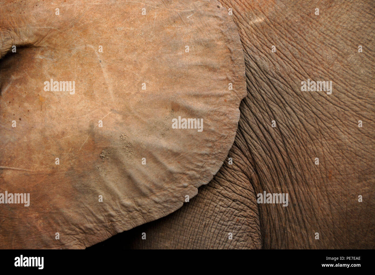 Ear skin hi-res stock photography and images - Alamy