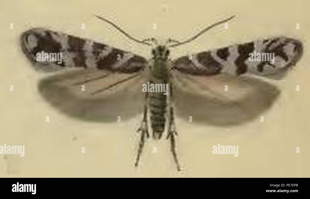 Aristotelia aristotelia hi-res stock photography and images - Alamy
