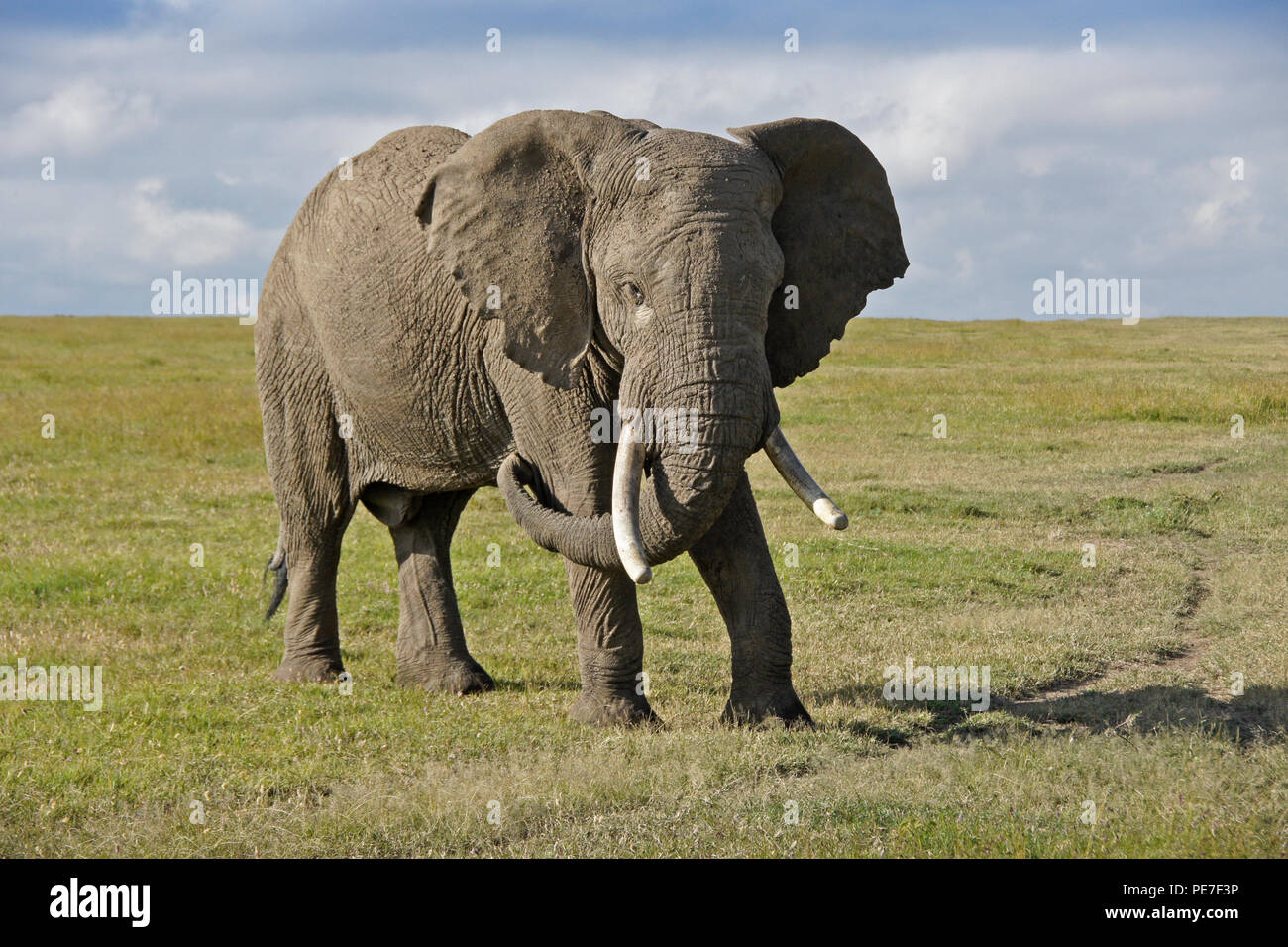 Old bull hi-res stock photography and images - Alamy