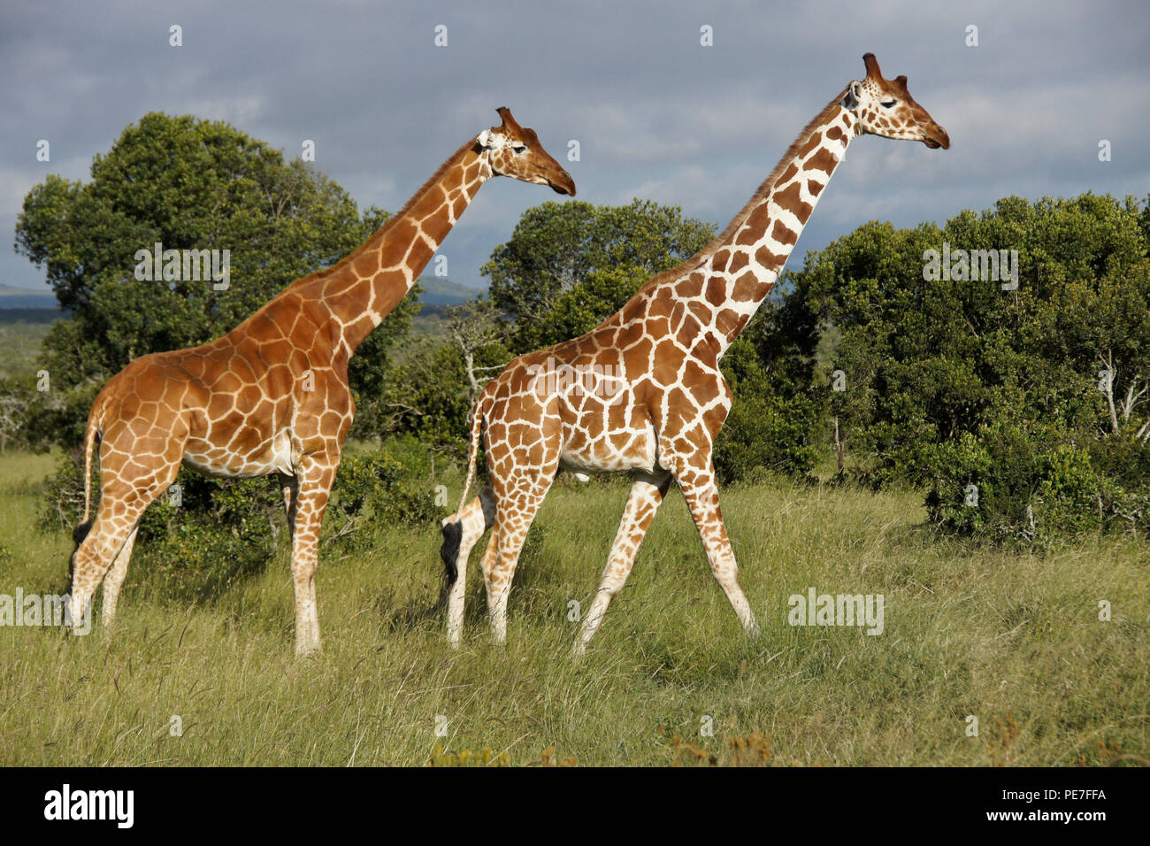 Reticulated giraffes with unusual patterns, Ol Pejeta Conservancy ...
