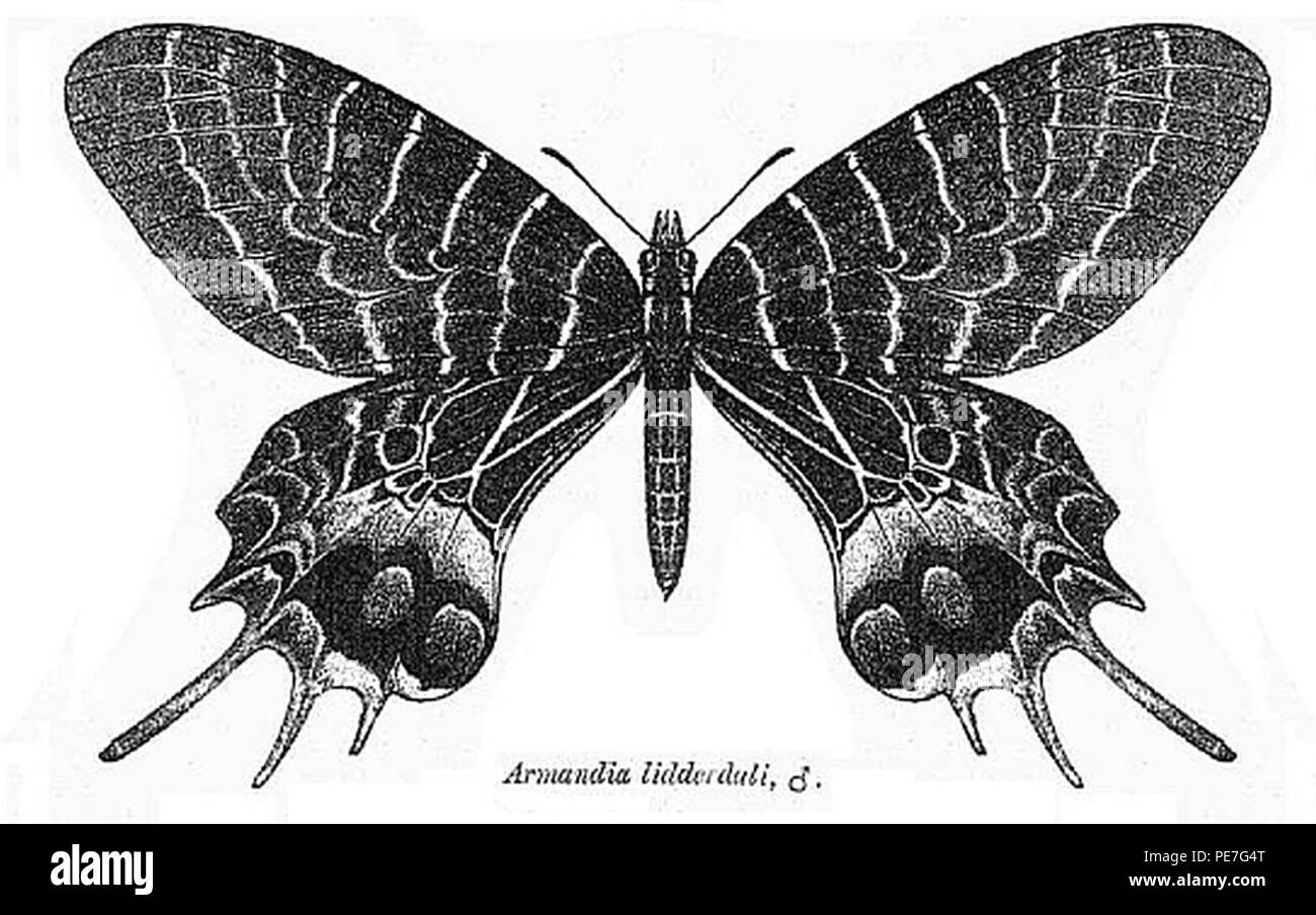 Armandia lidderdali hi-res stock photography and images - Alamy