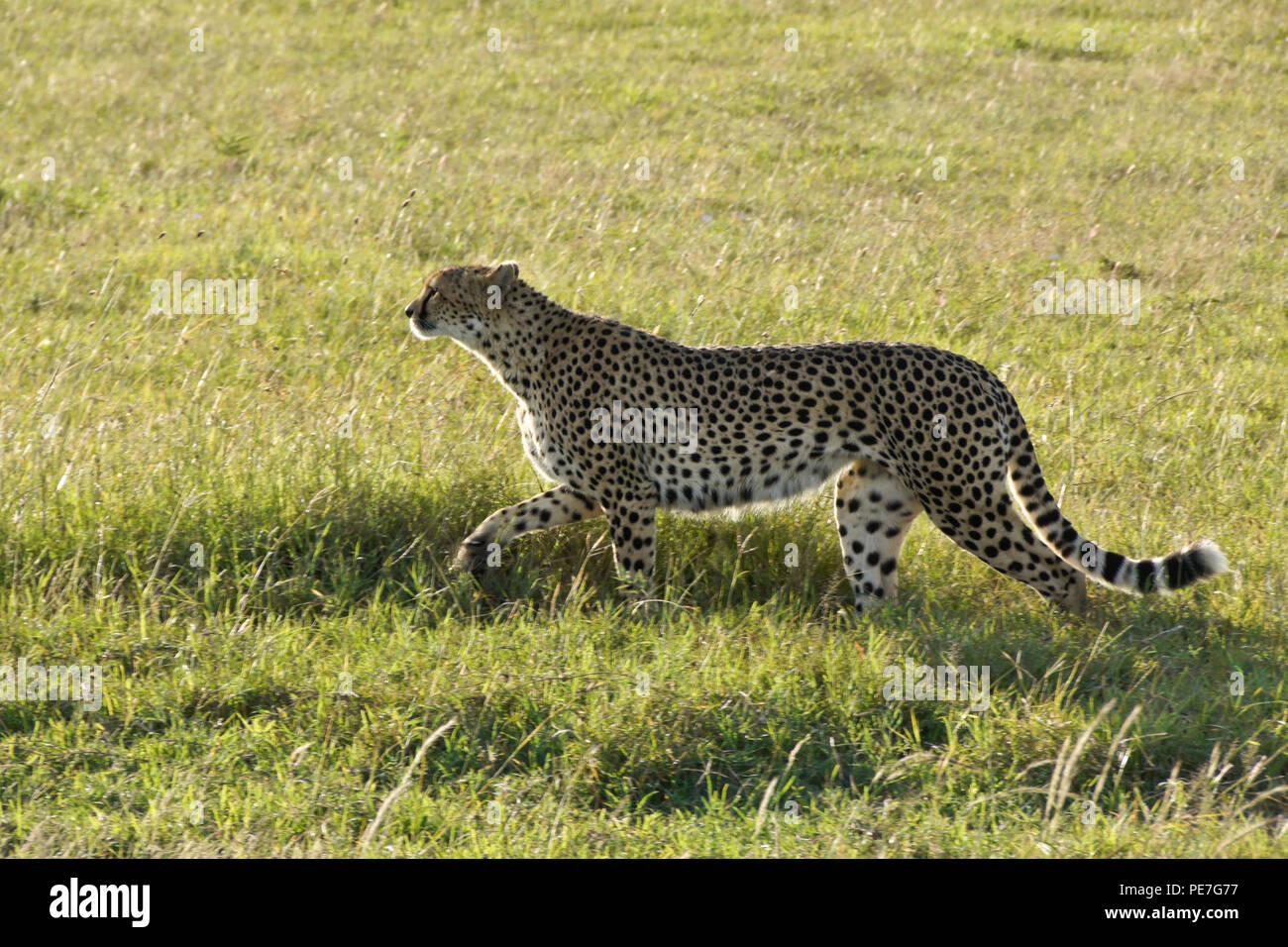 Cheetah walking hi-res stock photography and images - Alamy