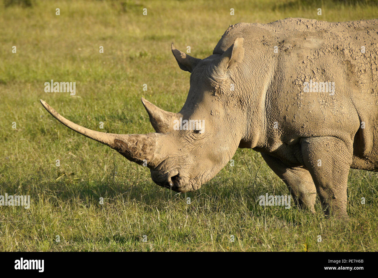 White rhinoceros with very long, sharp horn, Ol Pejeta Conservancy ...