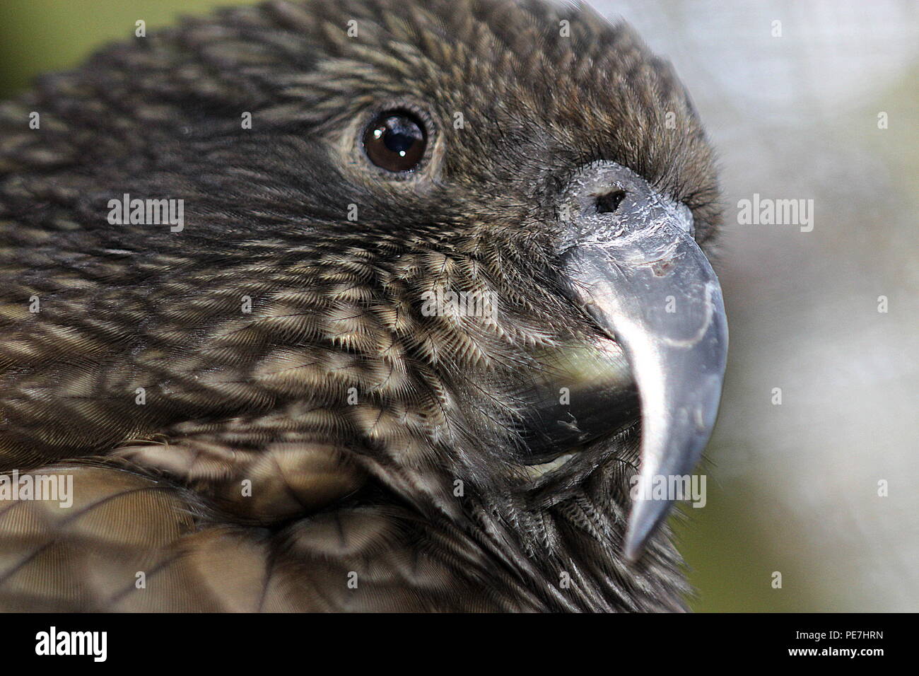 New zealand parrot hi-res stock photography and images - Alamy