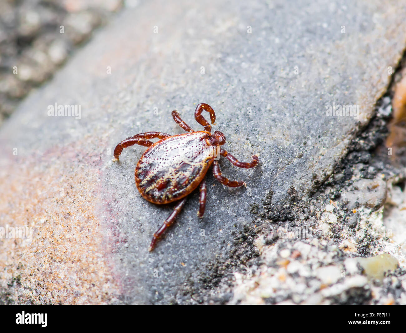 Crawling on forest ground hi-res stock photography and images - Alamy