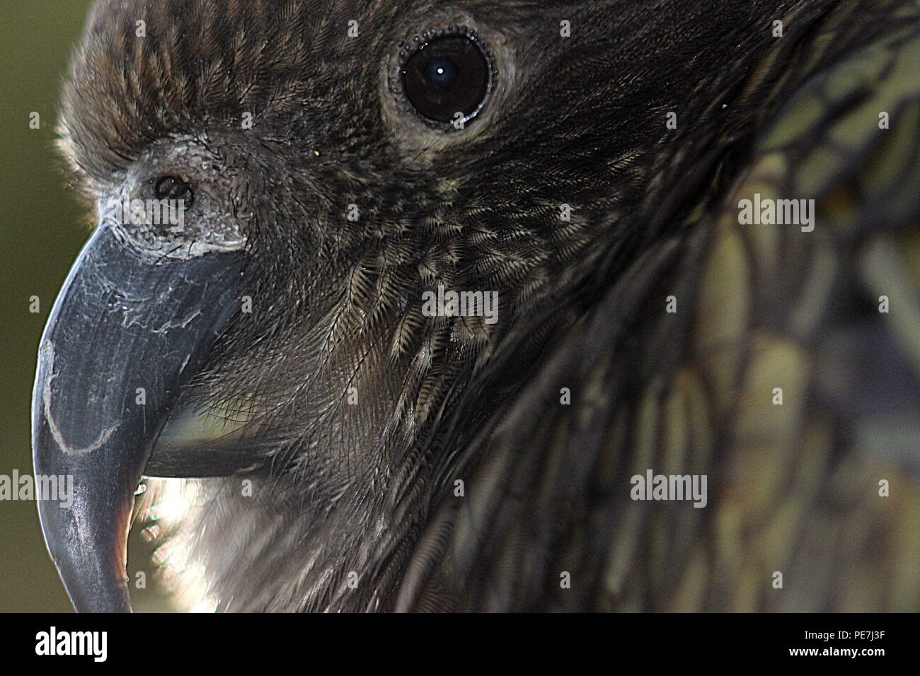 Kea nestor notabilis close hi-res stock photography and images - Alamy