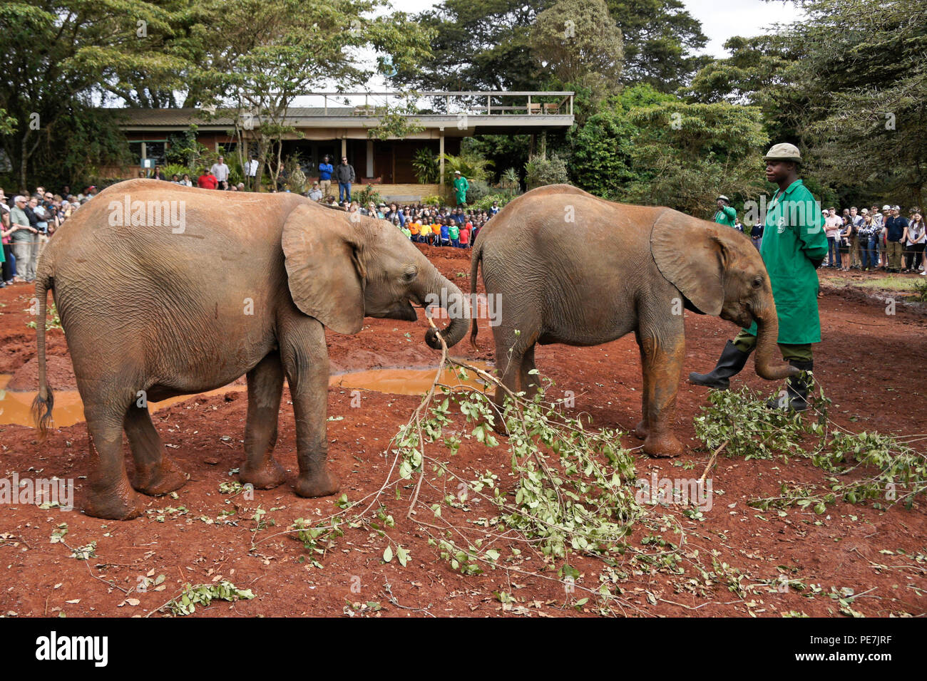 Orphan elephants hi-res stock photography and images - Alamy