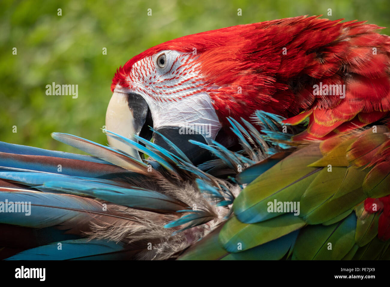 Scarlet Macaw preening the beautiful feathers Stock Photo - Alamy