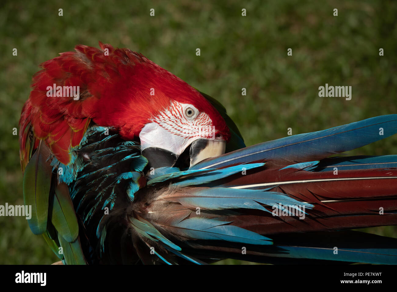 Macaw tail feathers hi-res stock photography and images - Alamy