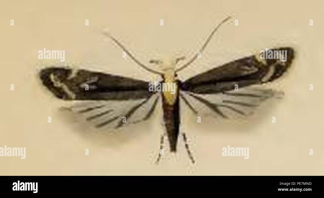 Aroga hi-res stock photography and images - Alamy