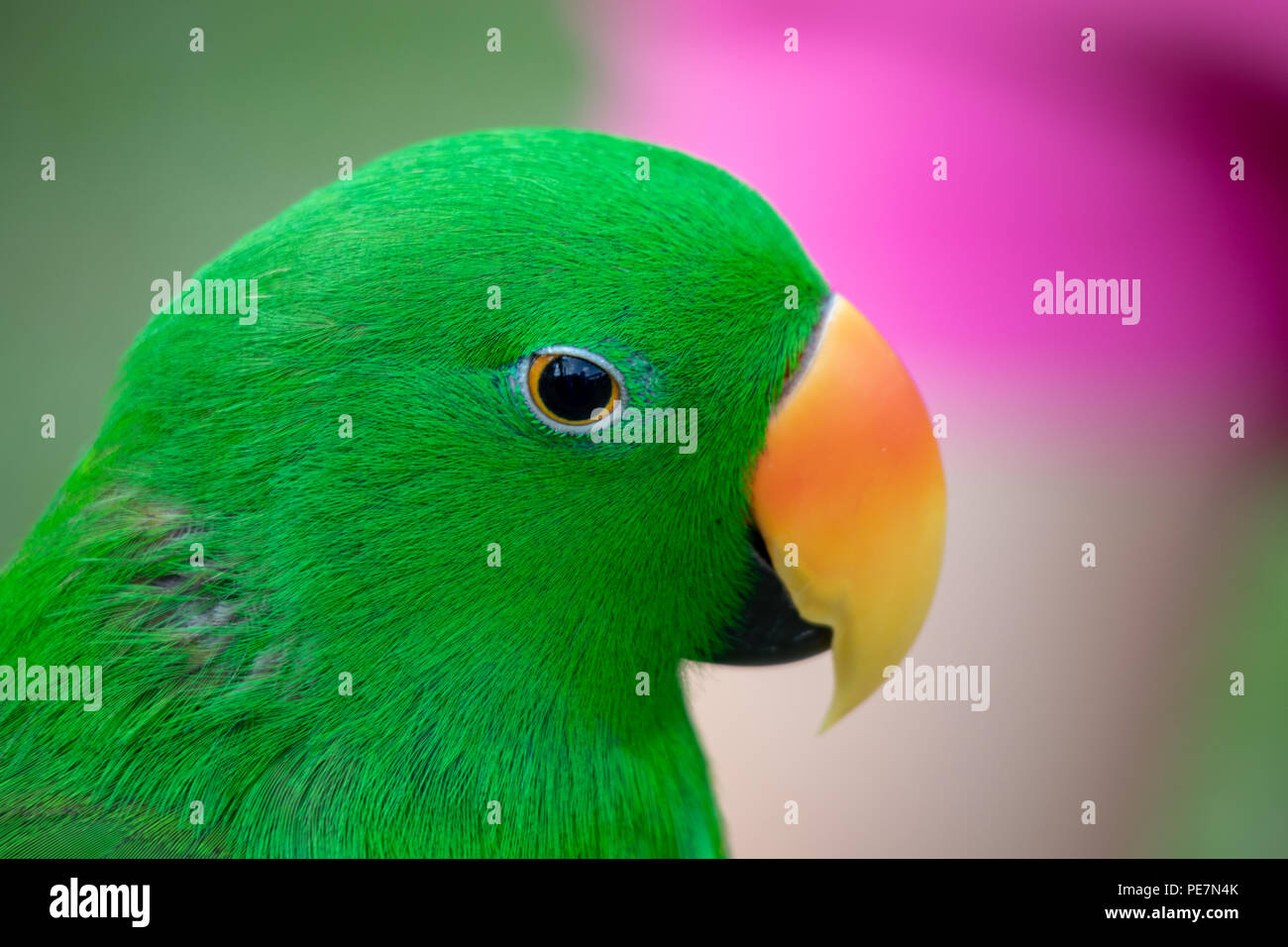 African green parrot hi-res stock photography and images - Alamy