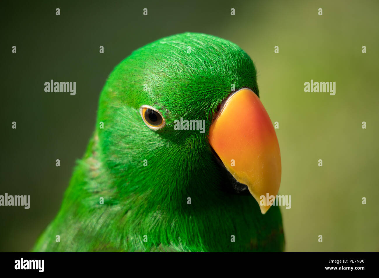 African green parrot hi-res stock photography and images - Alamy