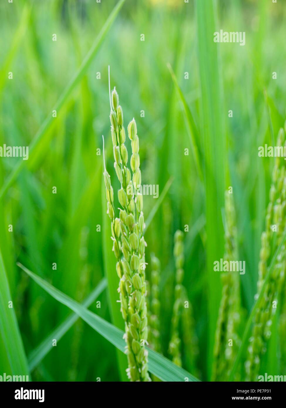 Landscape of rice fields in Cheongju, Korea Stock Photo - Alamy