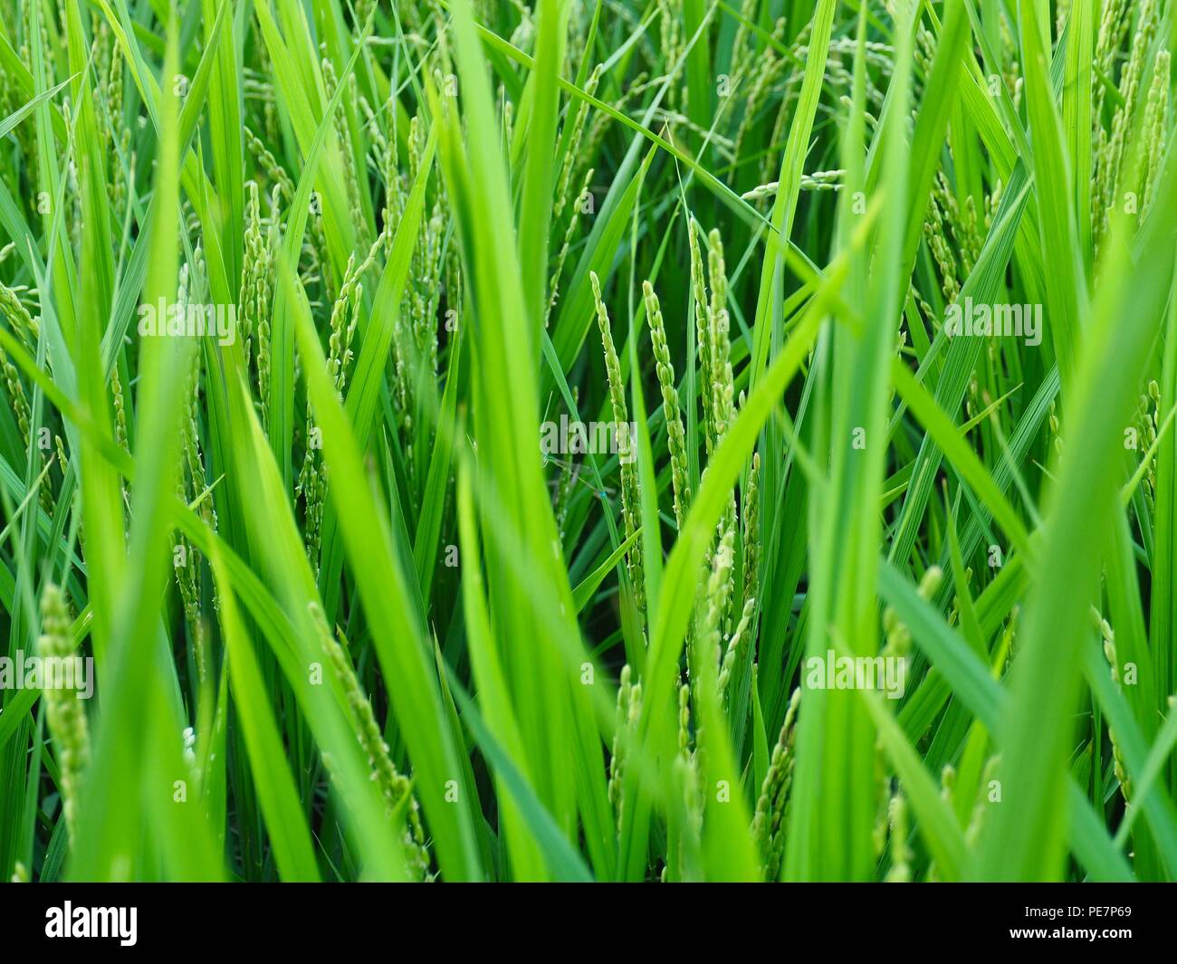 Landscape of rice fields in Cheongju, Korea Stock Photo - Alamy