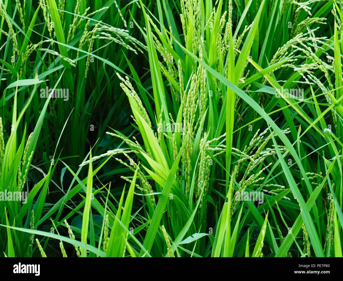 Landscape of rice fields in Cheongju, Korea Stock Photo - Alamy