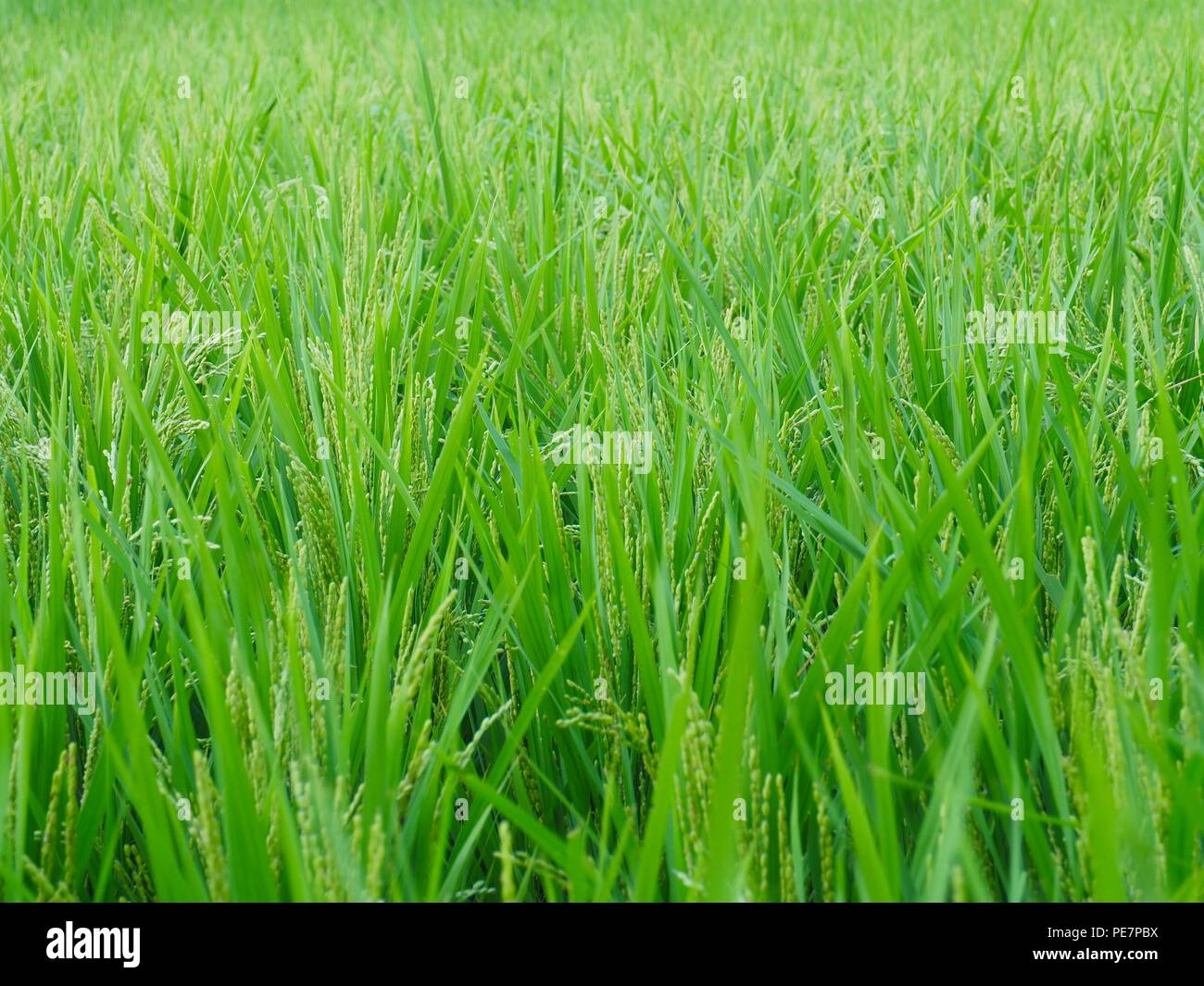Landscape of rice fields in Cheongju, Korea Stock Photo - Alamy