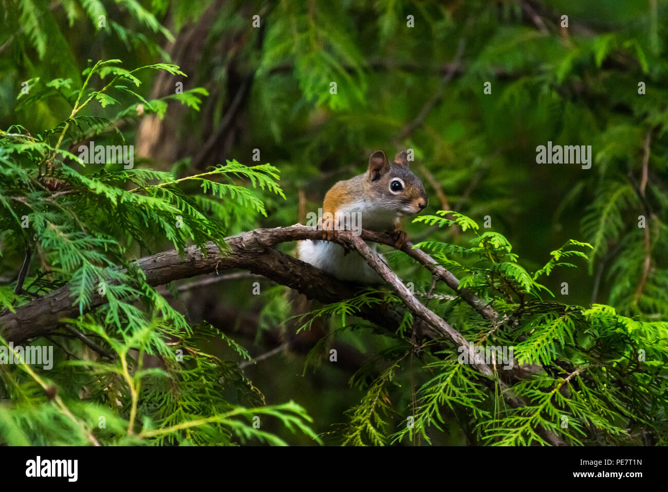 American red squirrel tree hi-res stock photography and images - Alamy