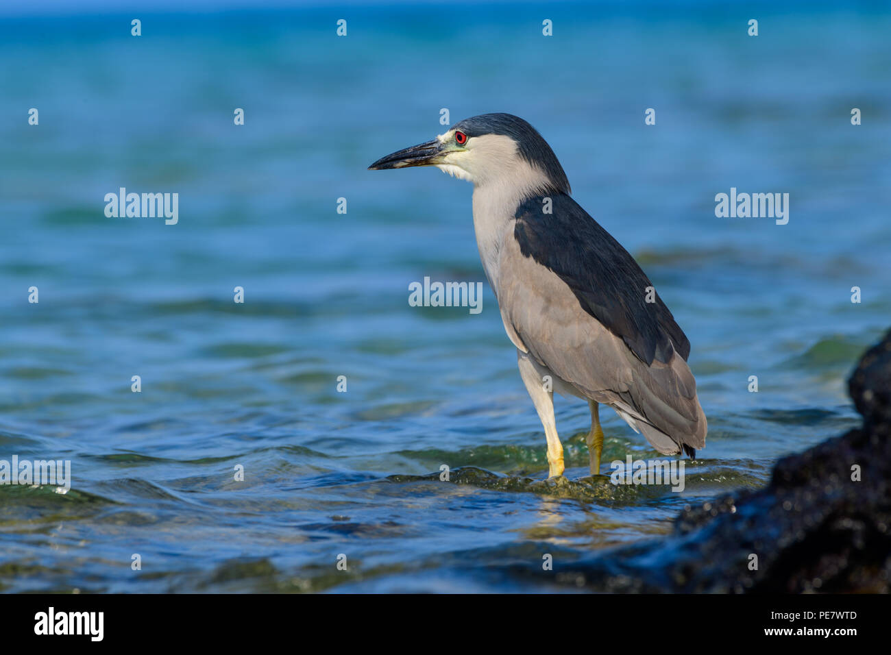 Black crowned night heron hawaii hi-res stock photography and images ...