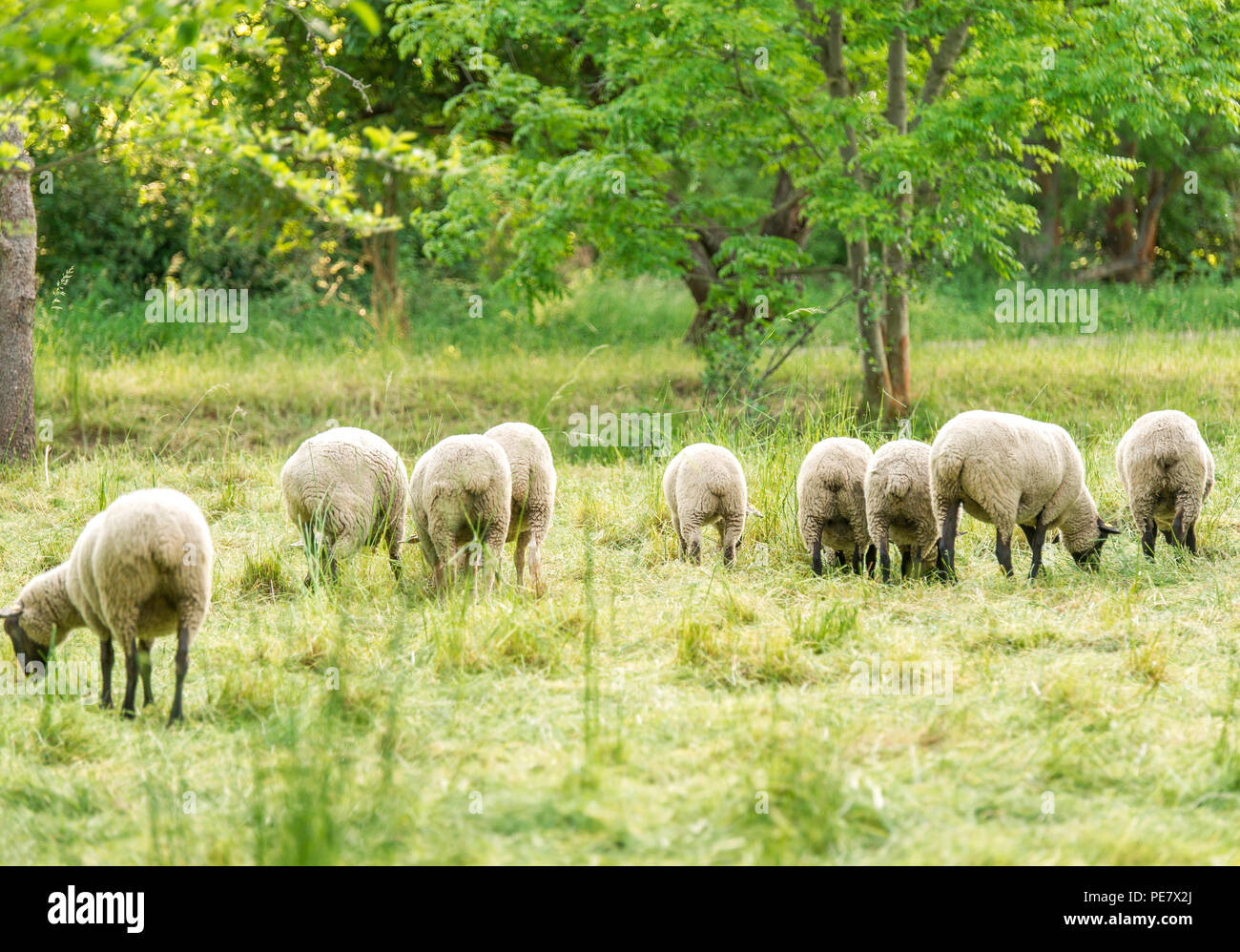 Schafe auf der Weide beim Grasen Stock Photo - Alamy