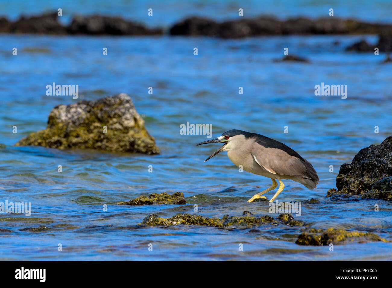 hawaiian Black Crowned Night Heron (Nycticorax nycticoras) or Auku'u ...