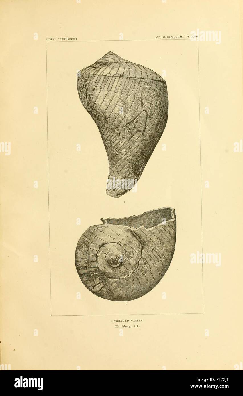 Art in shell of the ancient Americans Stock Photo - Alamy