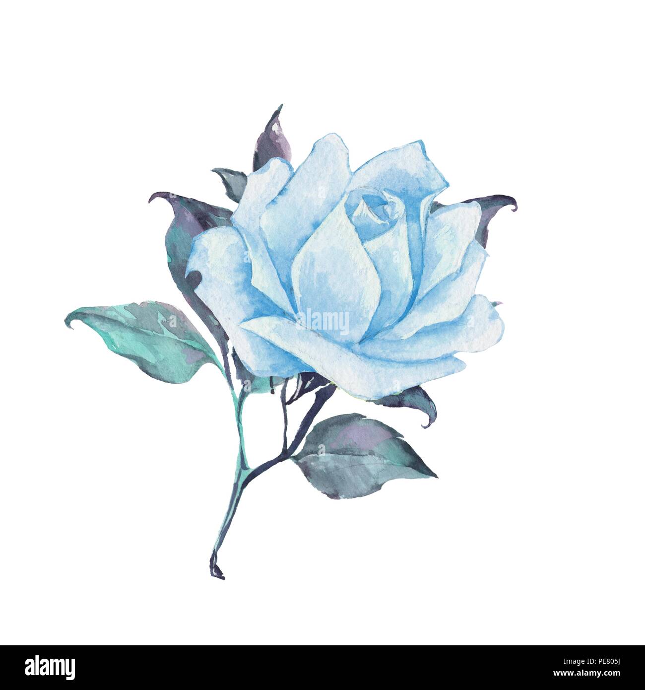 Single rose. Watercolor illustration Stock Photo - Alamy