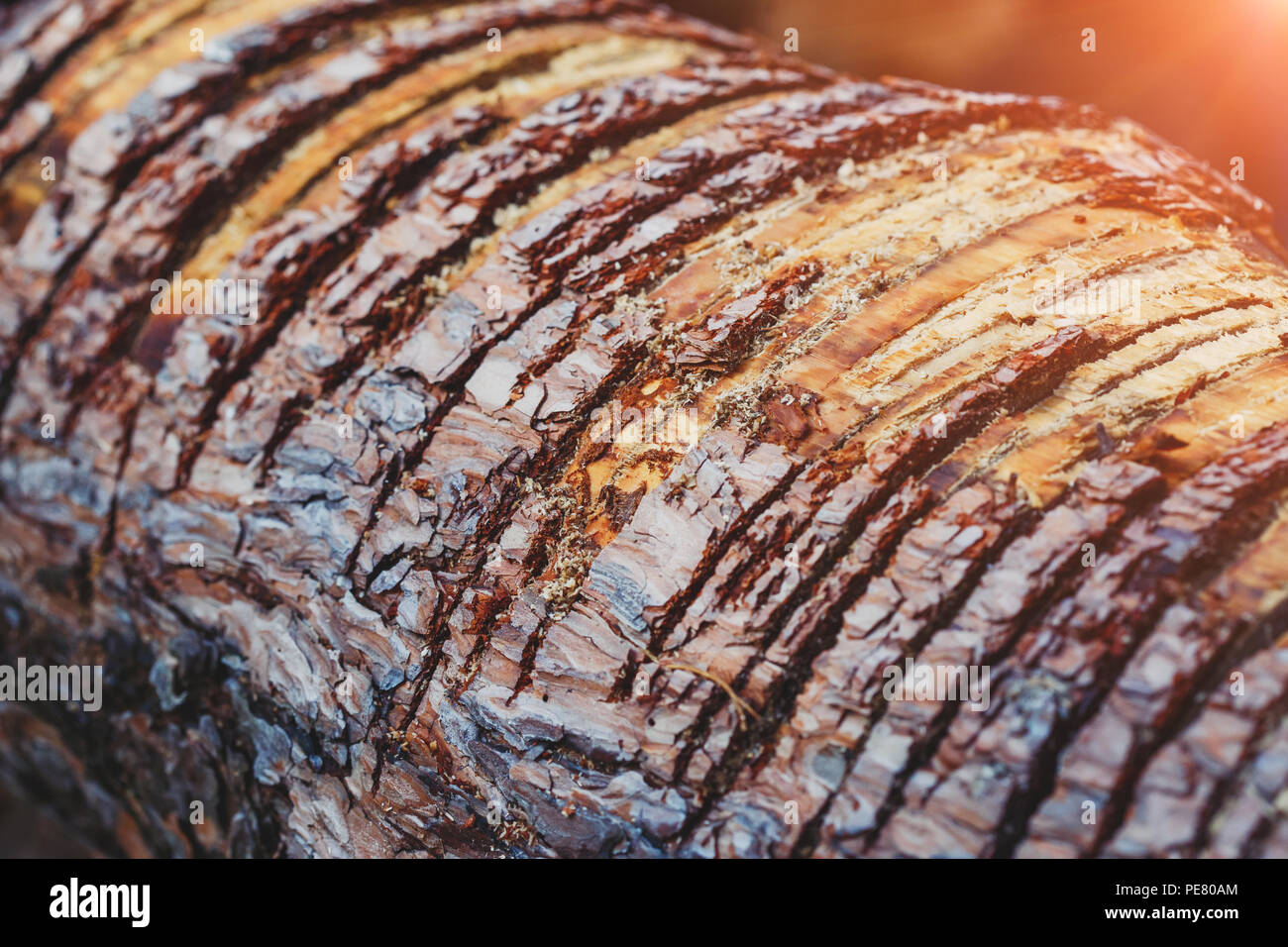 Scratches On Tree High Resolution Stock Photography and Images - Alamy