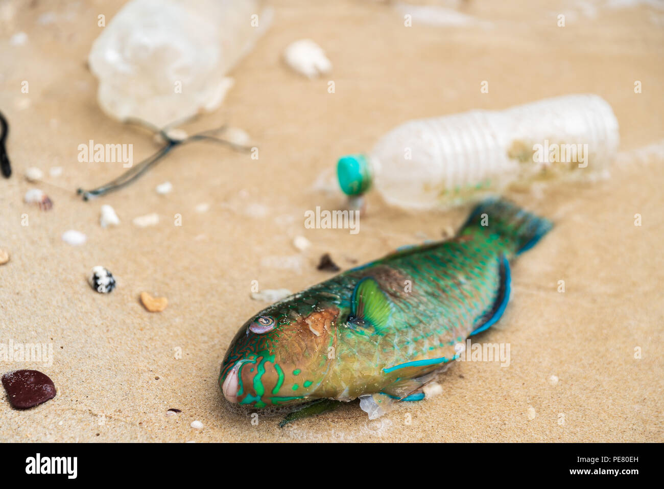 Symptoms approaching Ecological catastrophes become visible throughout ...