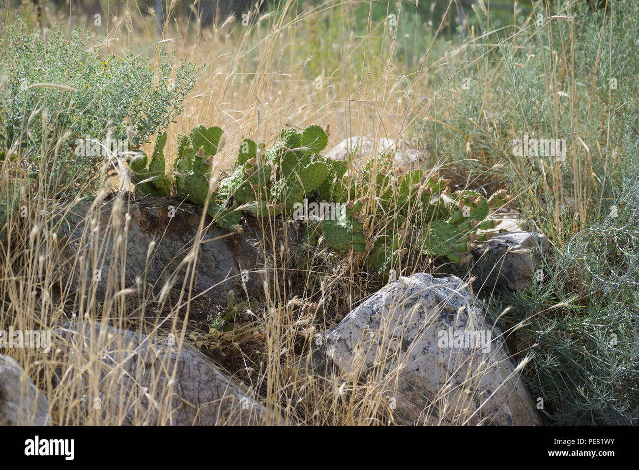 Plant growing out of rocks hi-res stock photography and images - Alamy