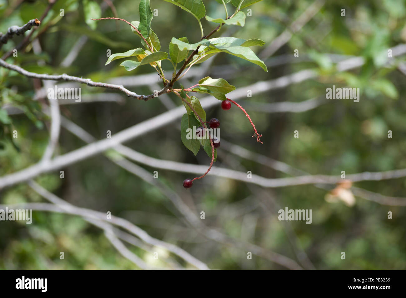 Budding tree hi-res stock photography and images - Alamy