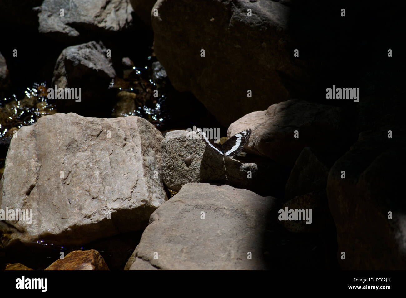 Rocky mountain butterfly hi-res stock photography and images - Alamy