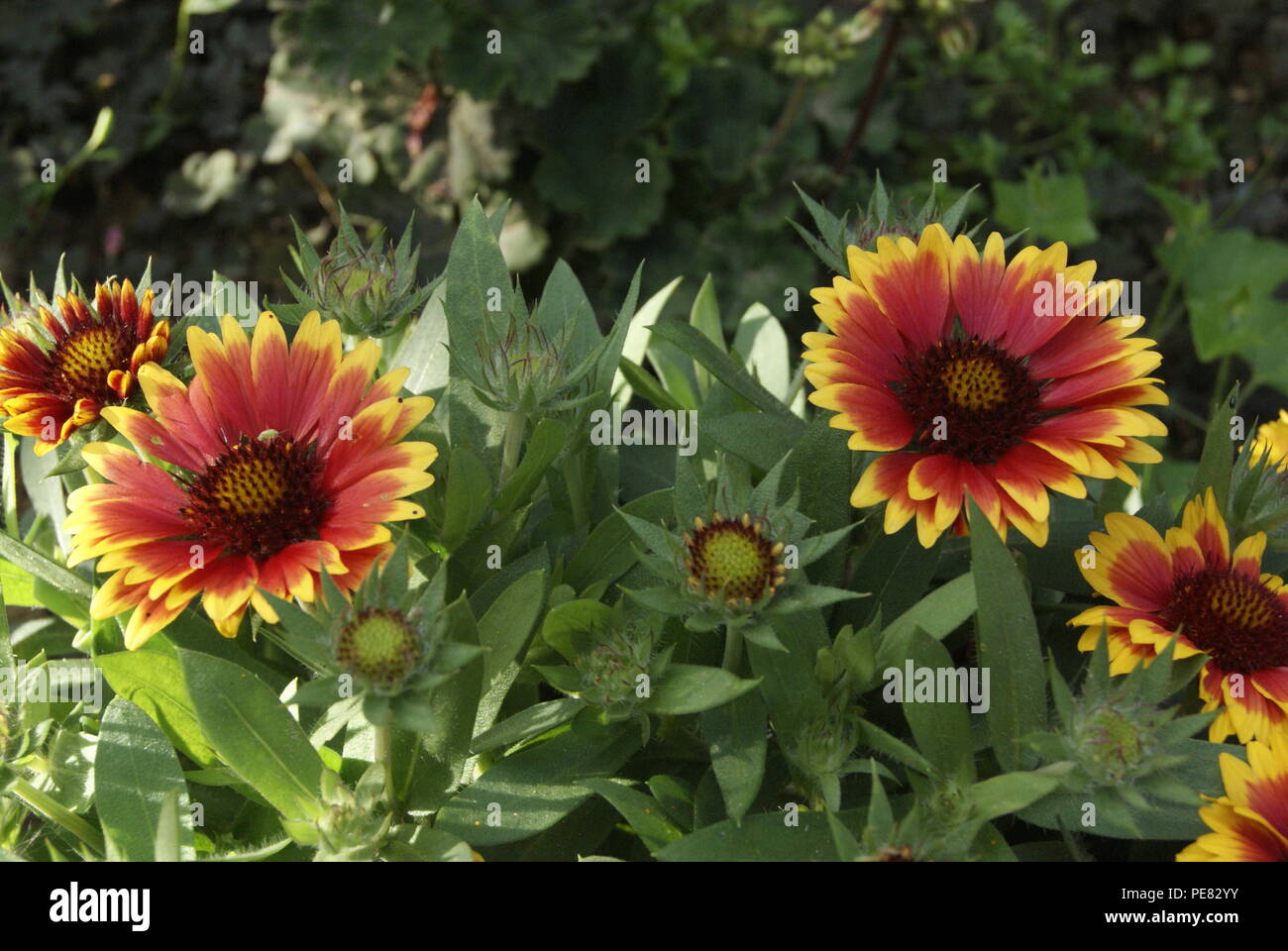 fleurs de France Stock Photo - Alamy