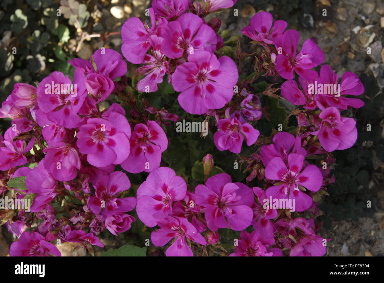 fleurs de France Stock Photo - Alamy