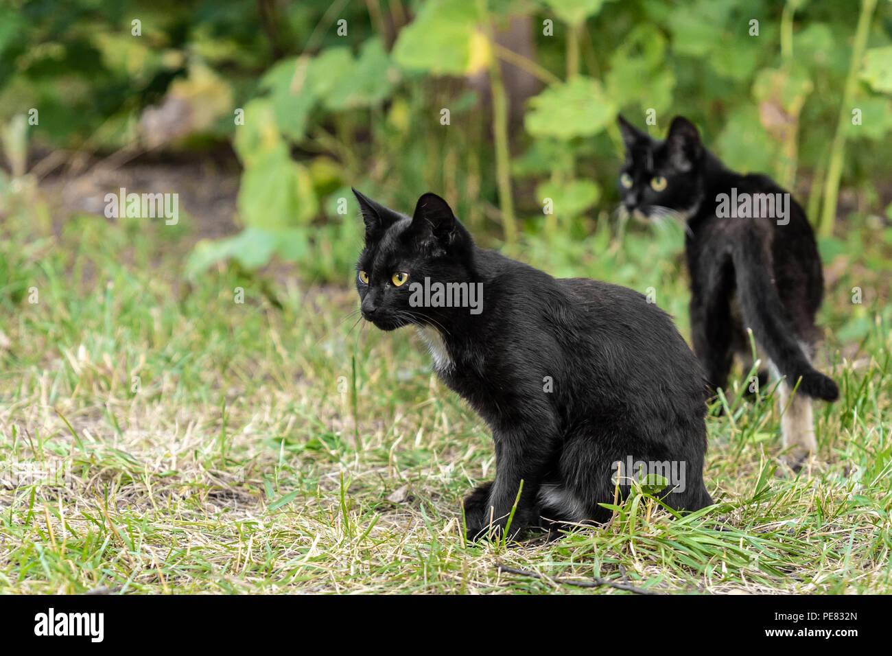 street kitten playing in grass Stock Photo - Alamy