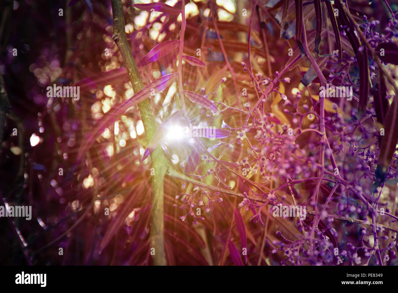 California peppertree hi-res stock photography and images - Alamy