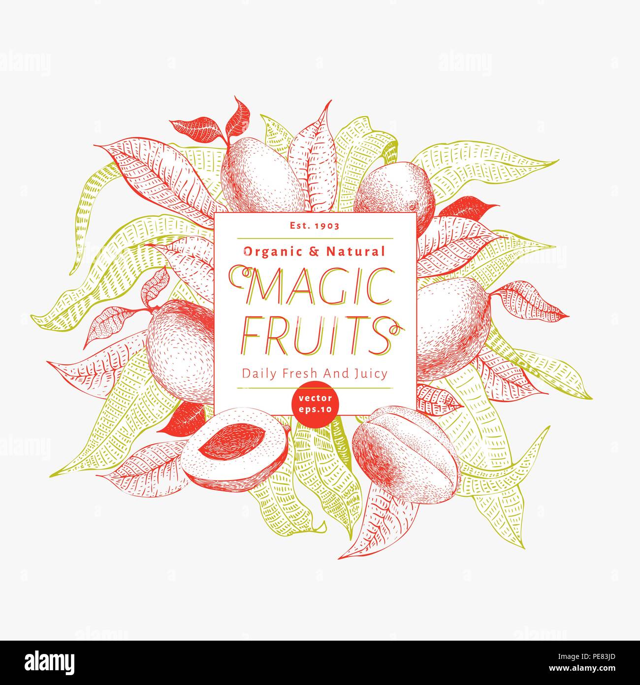 Mango fruit banner template. Hand drawn vector fruit illustration ...