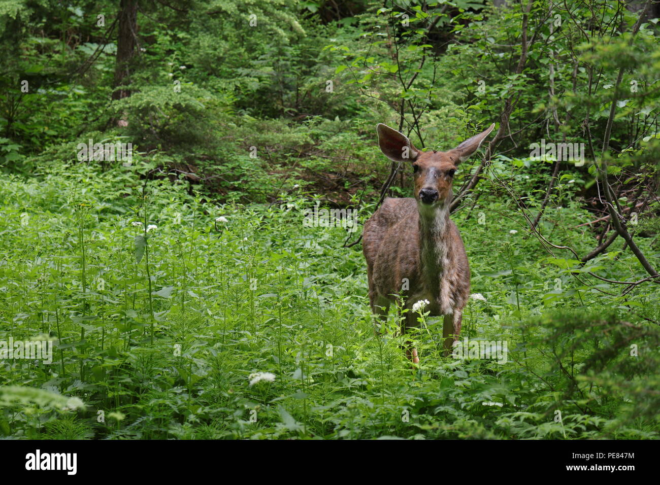 Mount rainier national park wildlife hi-res stock photography and ...
