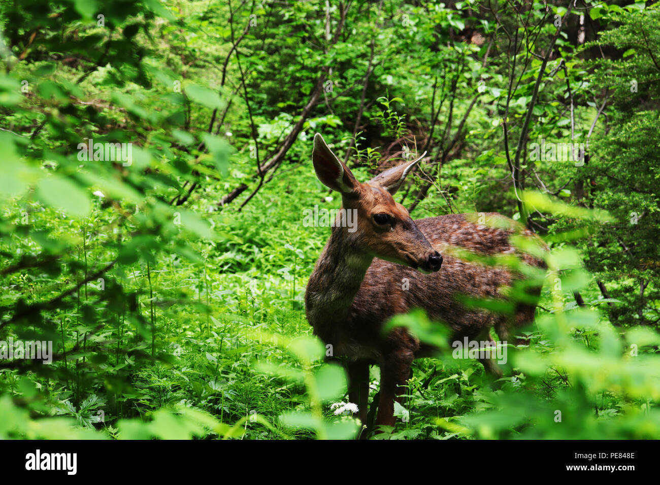 Deer mount hi-res stock photography and images - Alamy